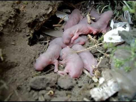 Wild baby rats in a nest near Norwich, Norfolk, UK - YouTube