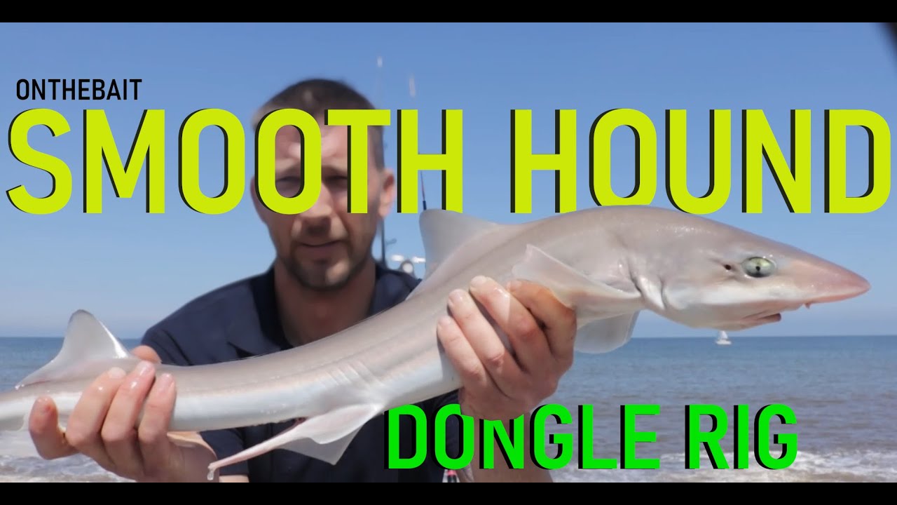 BEACH FISHING FOR RAYS AND SMOOTH HOUNDS #fishingislife #beachfishing # ...