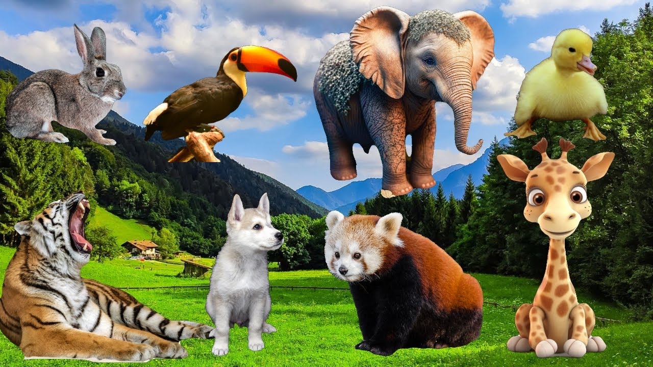 Animals Video : All animals videos, moments and sounds w2a - YouTube
