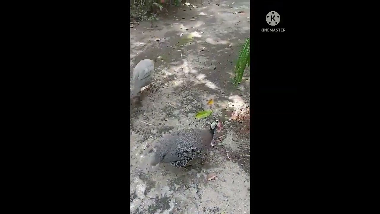 tour @ botolan wildlife farm - YouTube