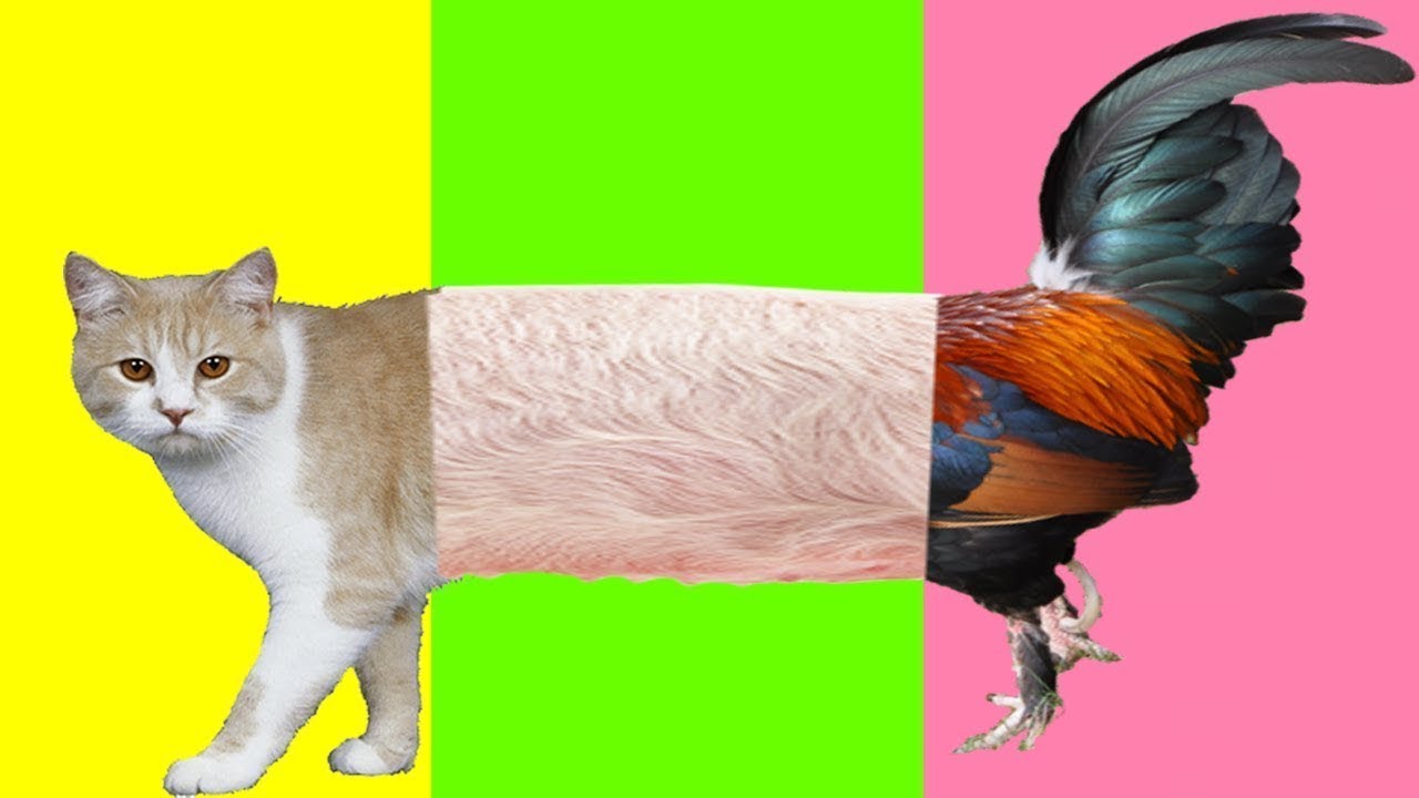 Wrong Body Head Farm Animals NEW! Nursery Rhymes Farm Animals. Learn ...