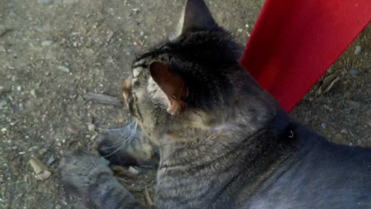 realy fat cat walking around - YouTube