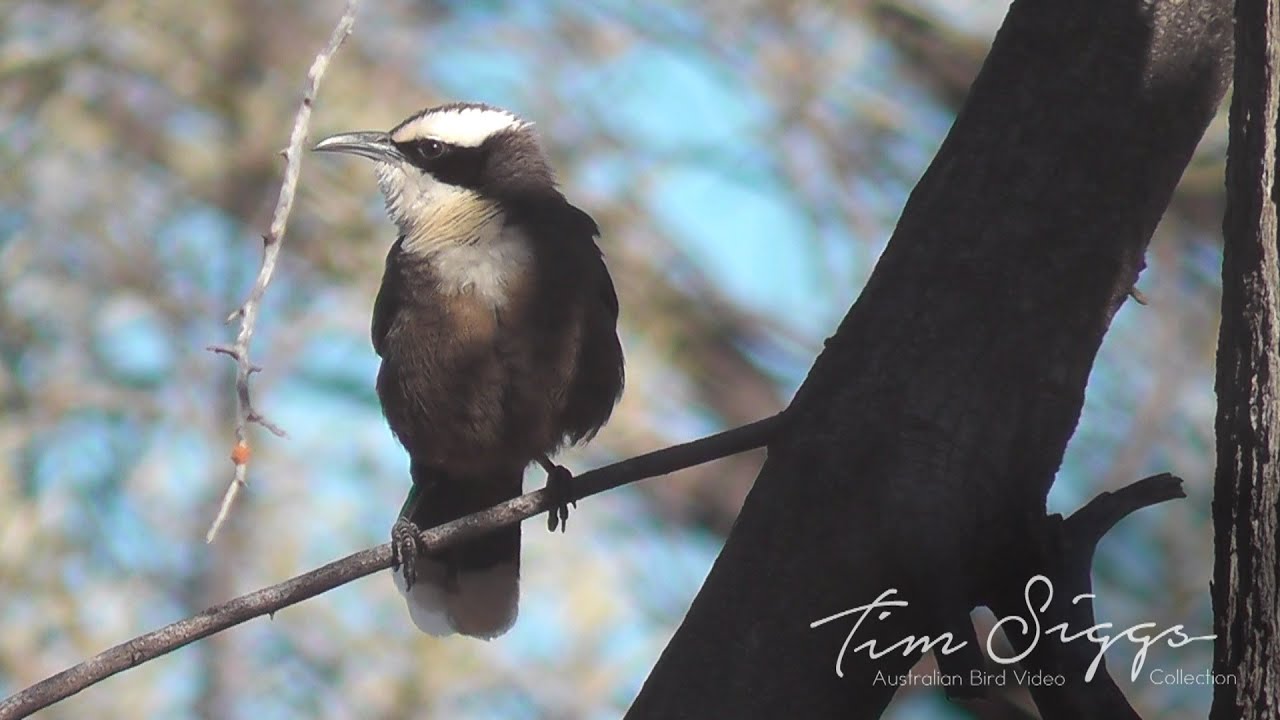 Halls Babbler (Pomatostomus halli) HD Video clip 1/1 - YouTube