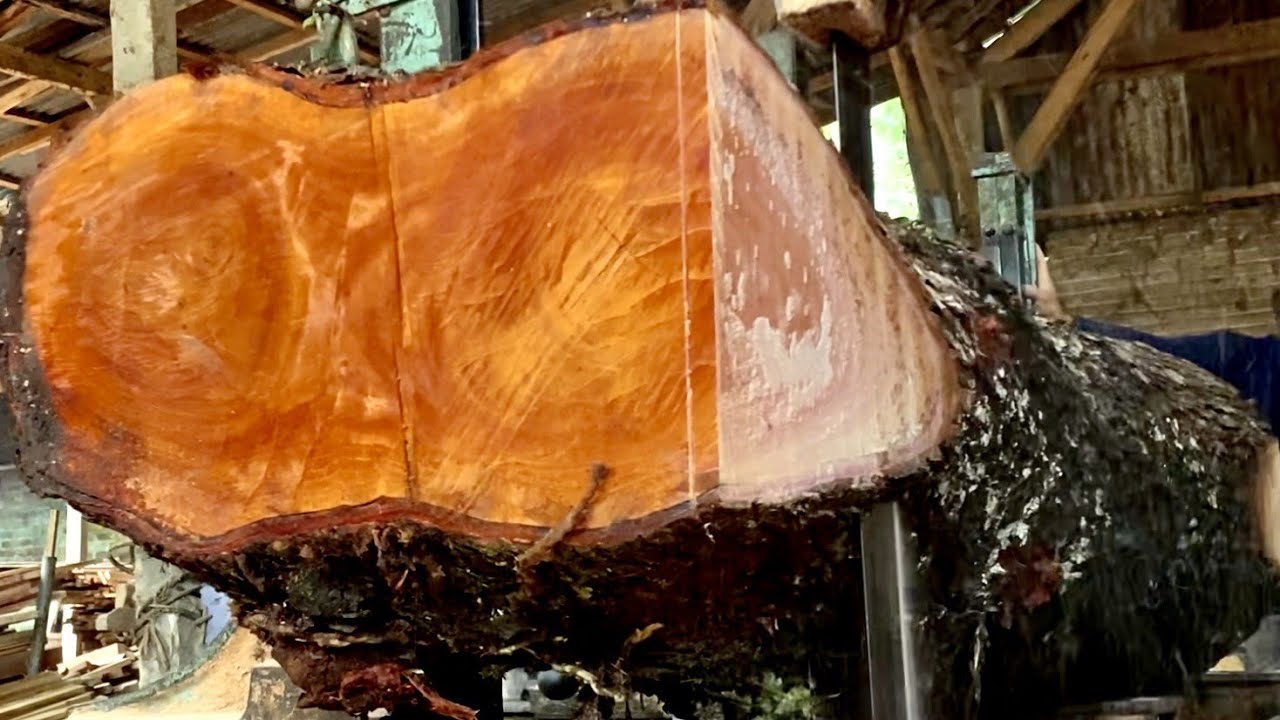The biggest slabs i’ve ever Seen ! Menggila penggergajian kayu mahoni ...