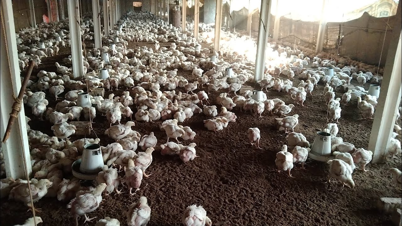 Chicken 🐔 form #poultryfarming #poultry #chicken #foryou #trending ...