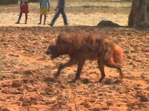 resque operation of Hyna in Jashpur, Chhattisgarh. india - YouTube