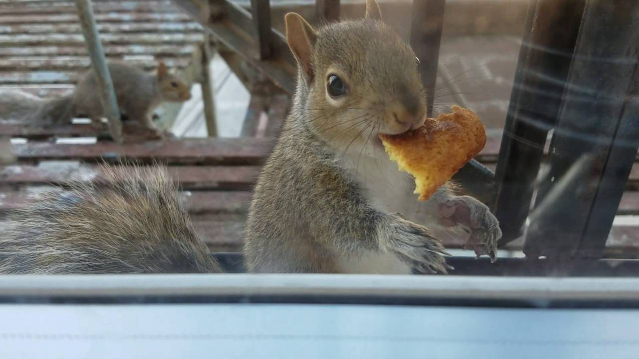 Baby squirrel outside my window - YouTube