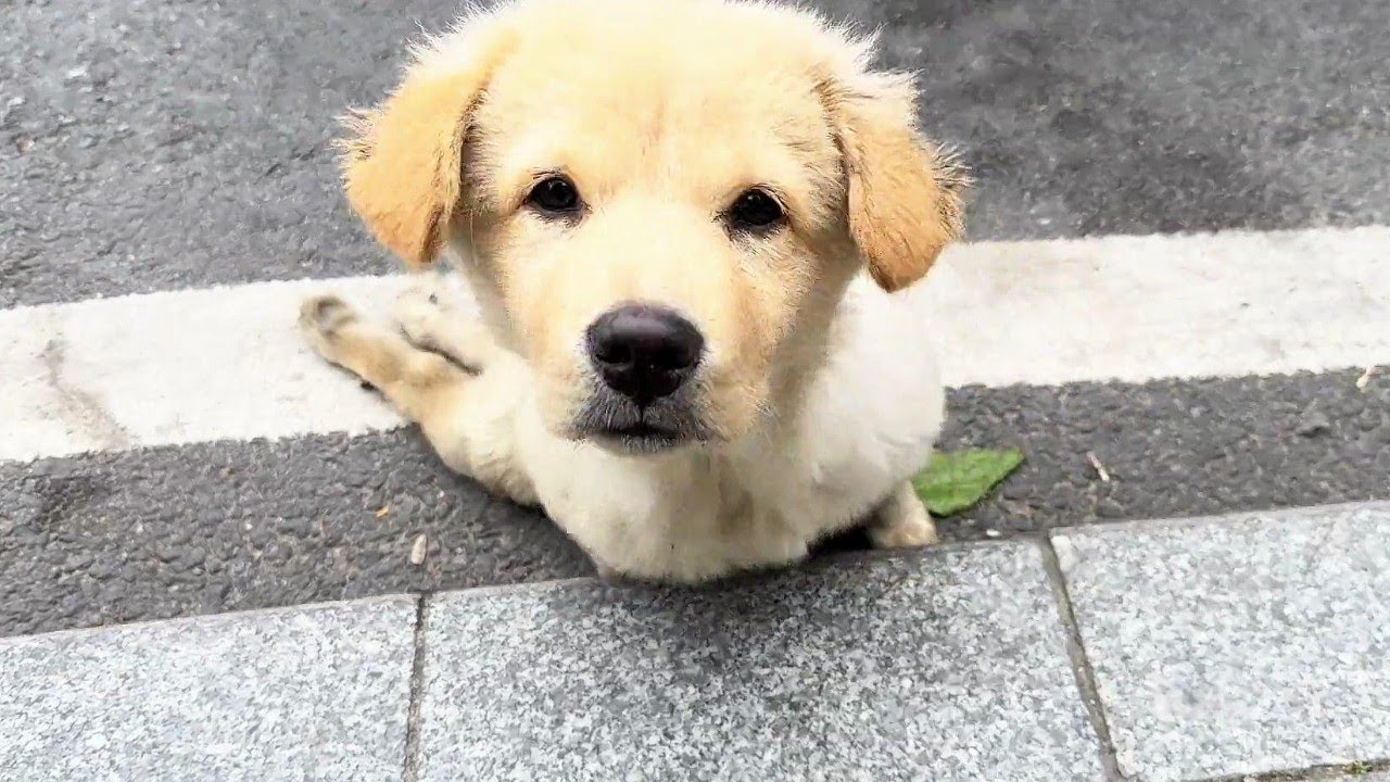 Paralyzed Golden Retriever Crawls to Man for Help - Heartwarming Rescue ...