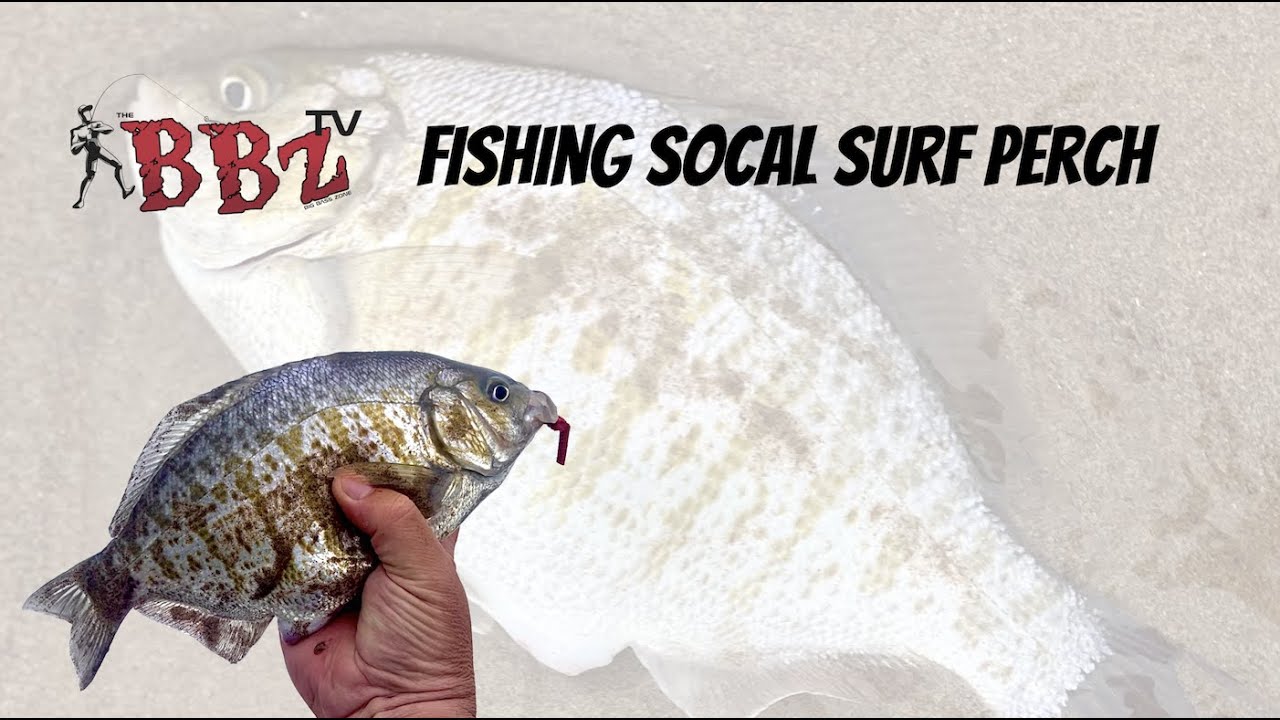 SoCal Surf Fishing For Perch 2023 - YouTube