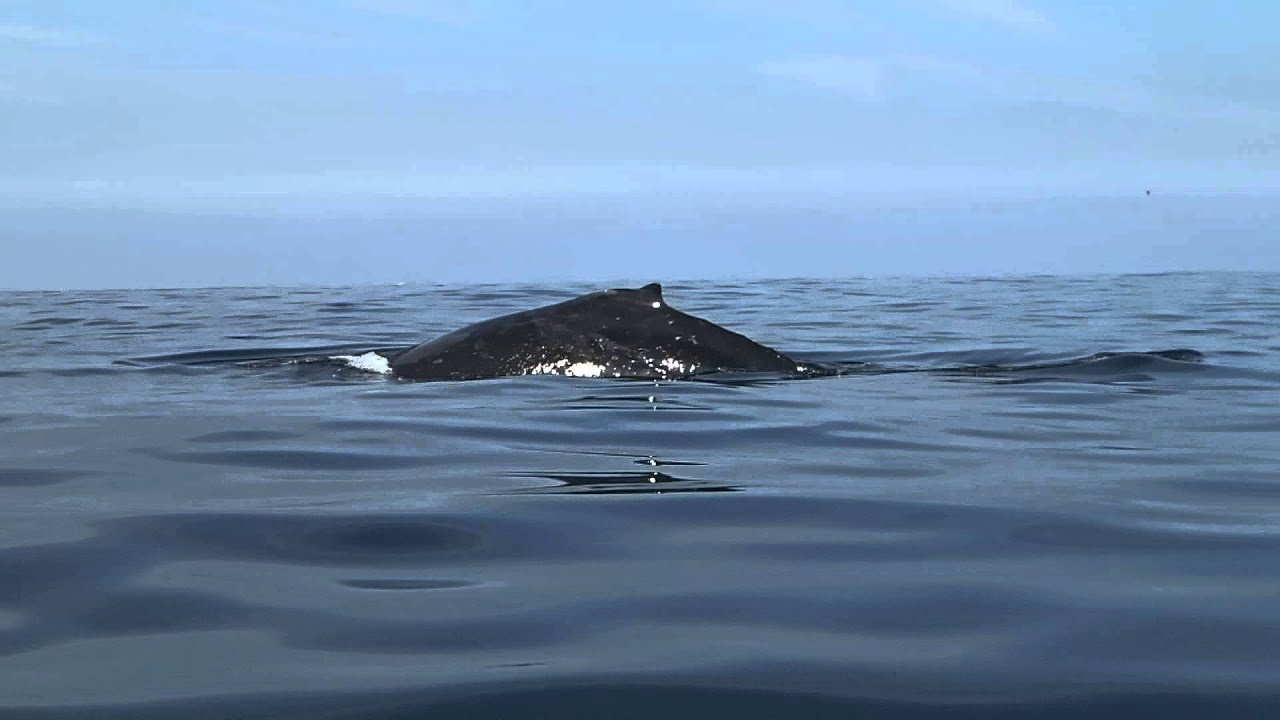 Whale Kayaking - YouTube