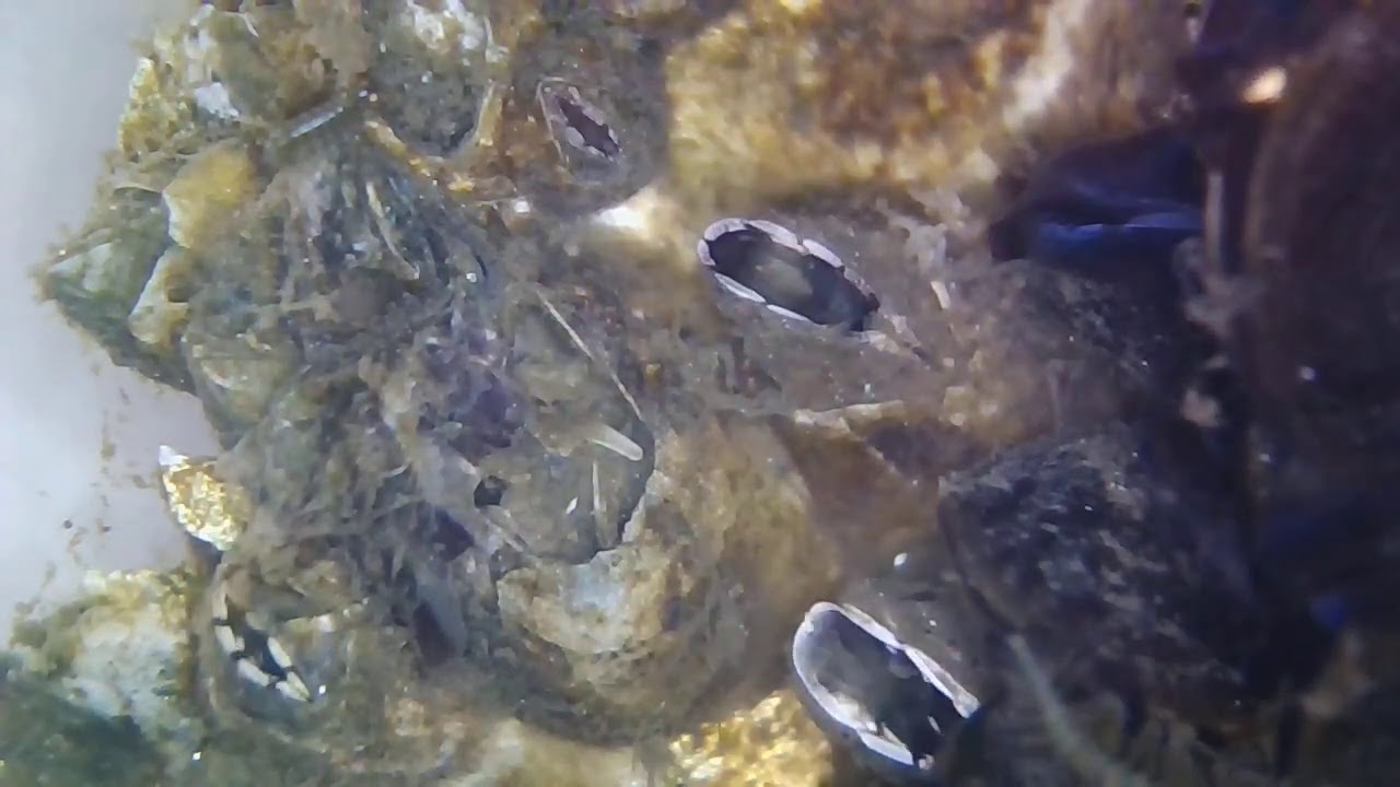 Amphibalanus amphitrite 上から・・ - YouTube