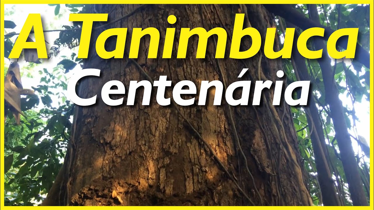A tanimbuca - YouTube