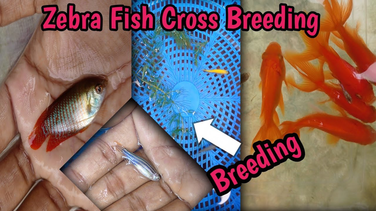 wild Zebra Fish Cross Breeding 🐟 ️‍🔥 | Goldfish Pond water change ...