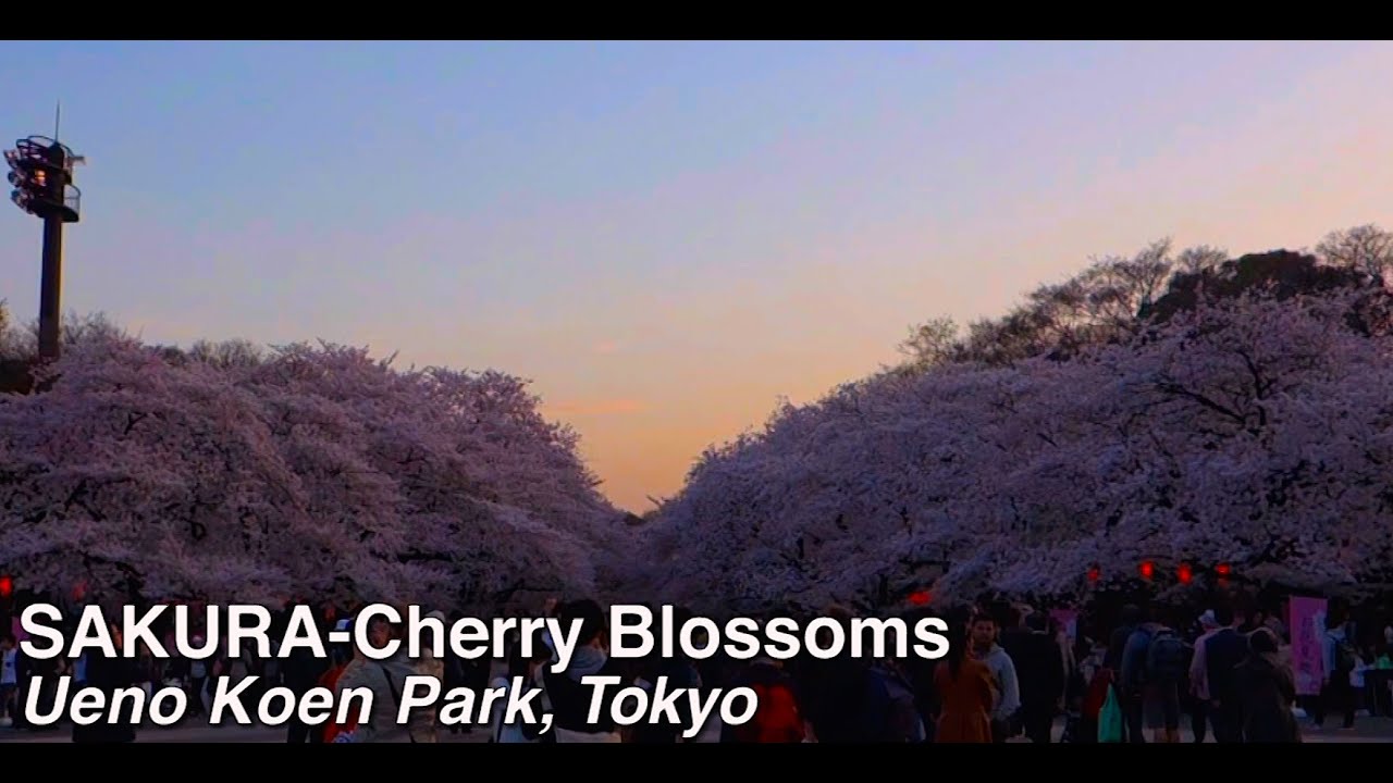 SAKURA Cherry Blossoms Ueno Koen Park, Tokyo 上野公園の桜 #sakura #japan ...