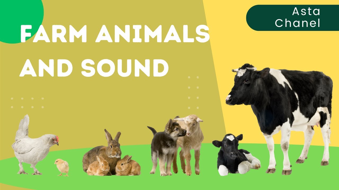 Farm Animals and Sounds | Animal Sounds | Animal Videos and Sounds ...