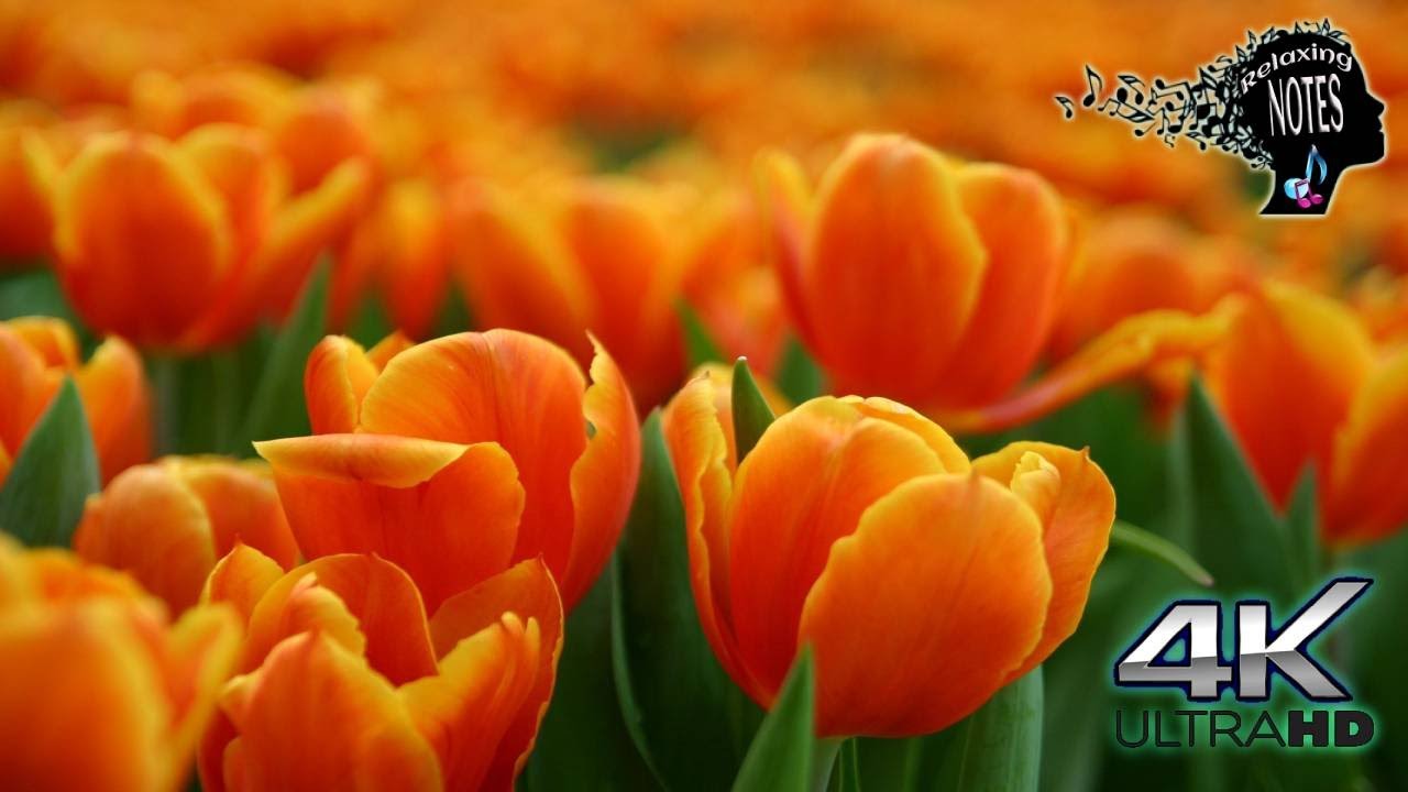 4K relaxing beautiful red & yellow Tulips scenery with amazing ...