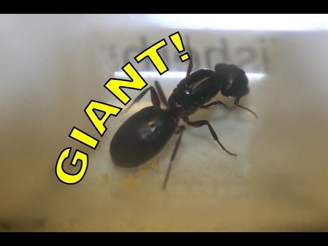 Queen Carpenter Ants Camponotus Pilicornis (Carpenter Ant) | Ants HQ