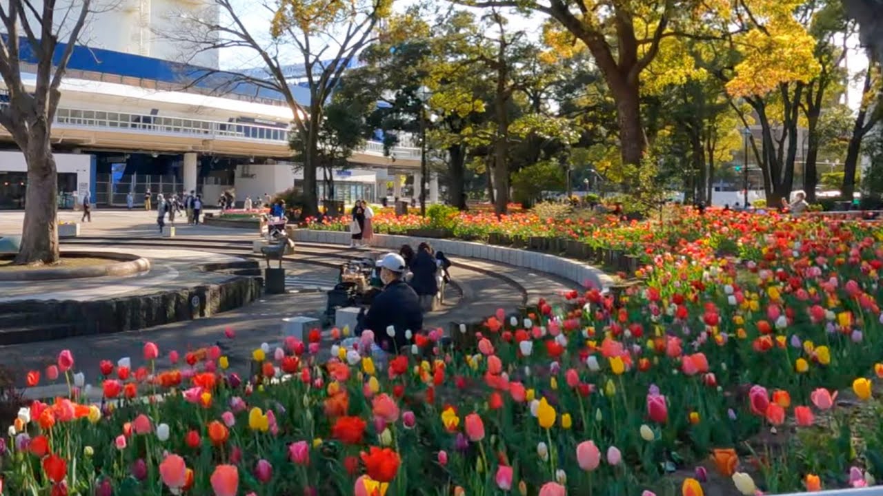 448 Yokohama 桜木町から横浜公園の散歩 [4K] Sakuragicho to Yokohama Park Walk - YouTube