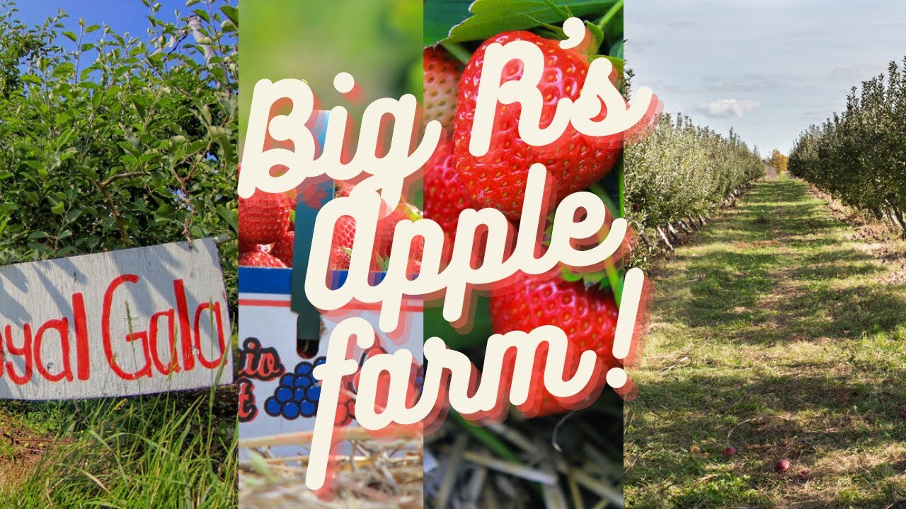 Big R's Apple farm!! Brampton - YouTube