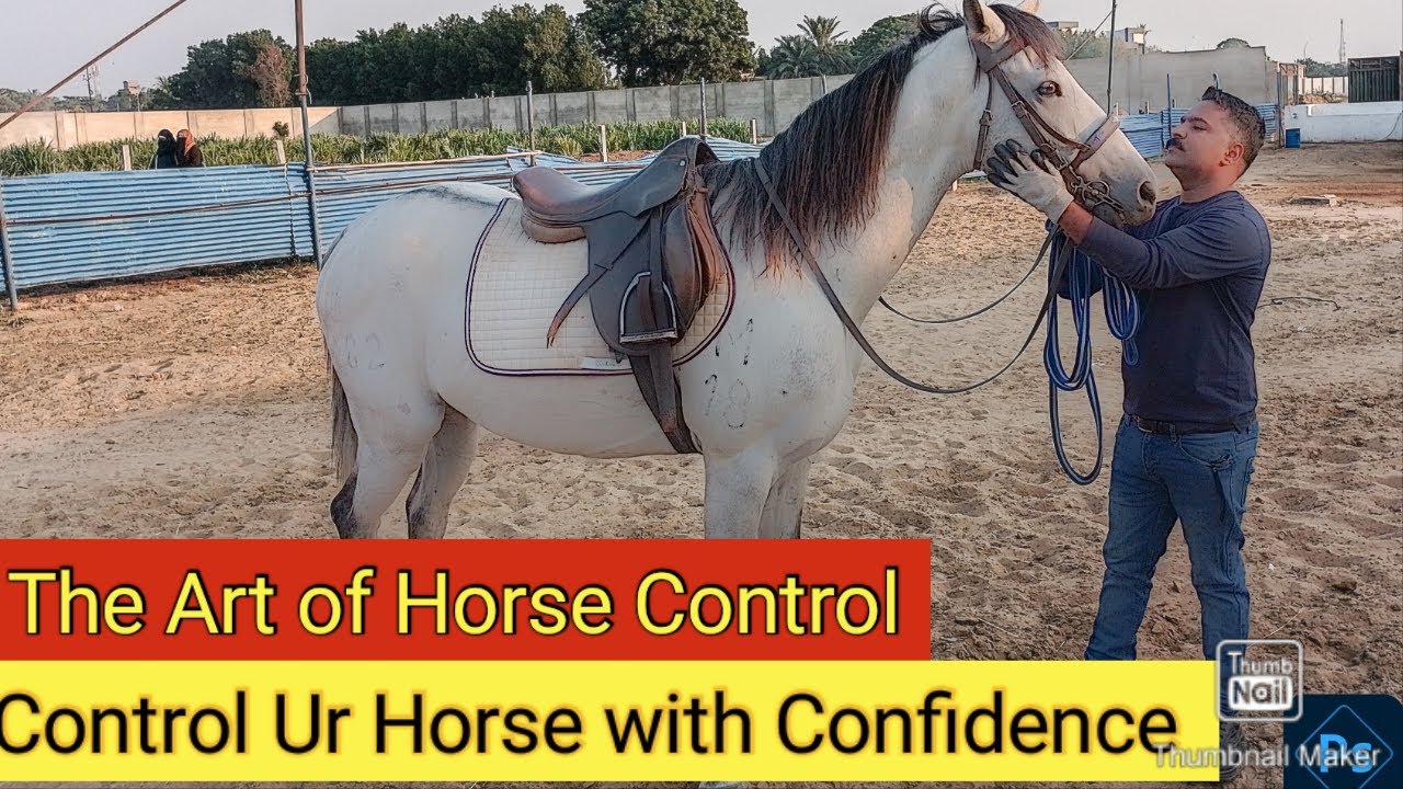 Mastering the Art of Horse Riding | Essential Tips for Beginners - YouTube