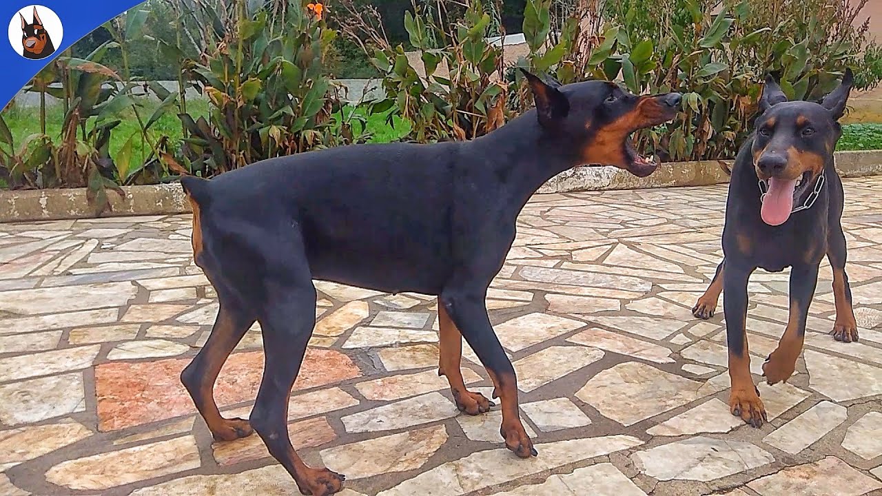 How my Dobermans play every morning? - YouTube