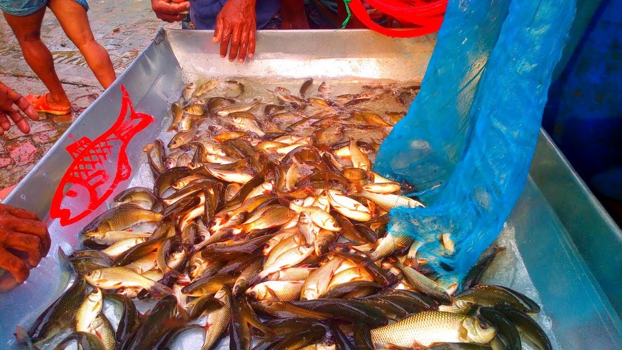 Many Types River Monster Fish | Traditional Old Fish, Big Monster River ...
