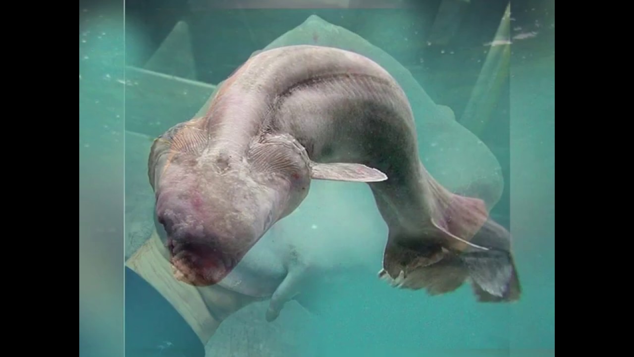 Most Amazing Shocking Fish Never Seen Before YouTube most-amazing-shocking-fish-never-seen-before-youtube