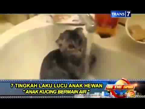 On The Spot 7 Tingkah Laku Lucu Anak Hewan Yang Masih Kecil Anak Kucing Bermain Air - YouTube