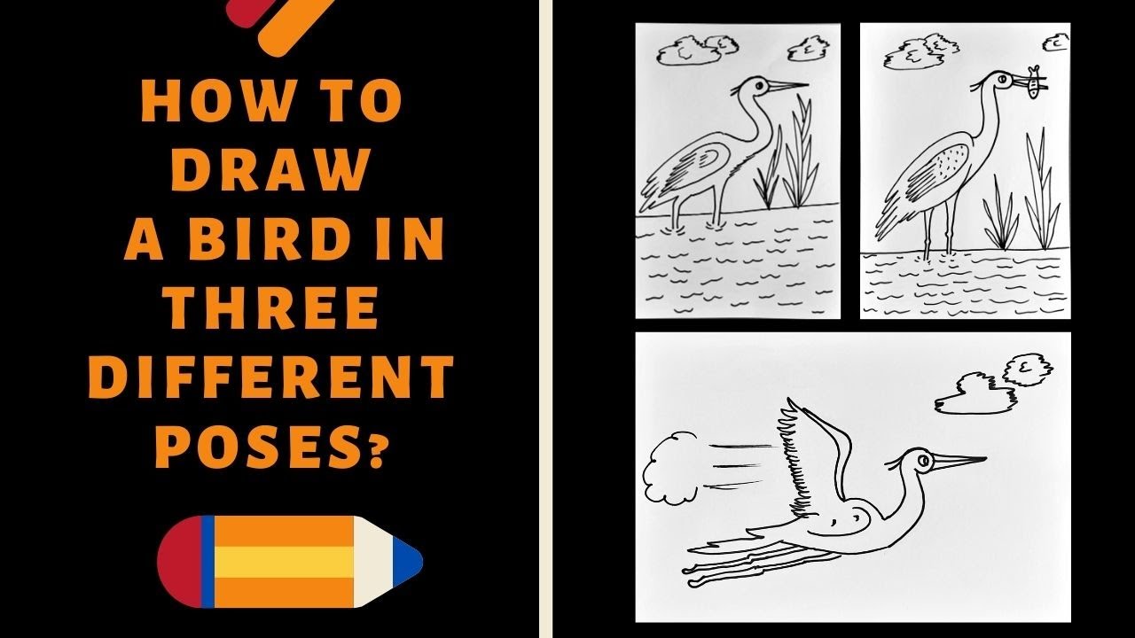 how to draw a bird in three different poses ? / how to draw a flying ...