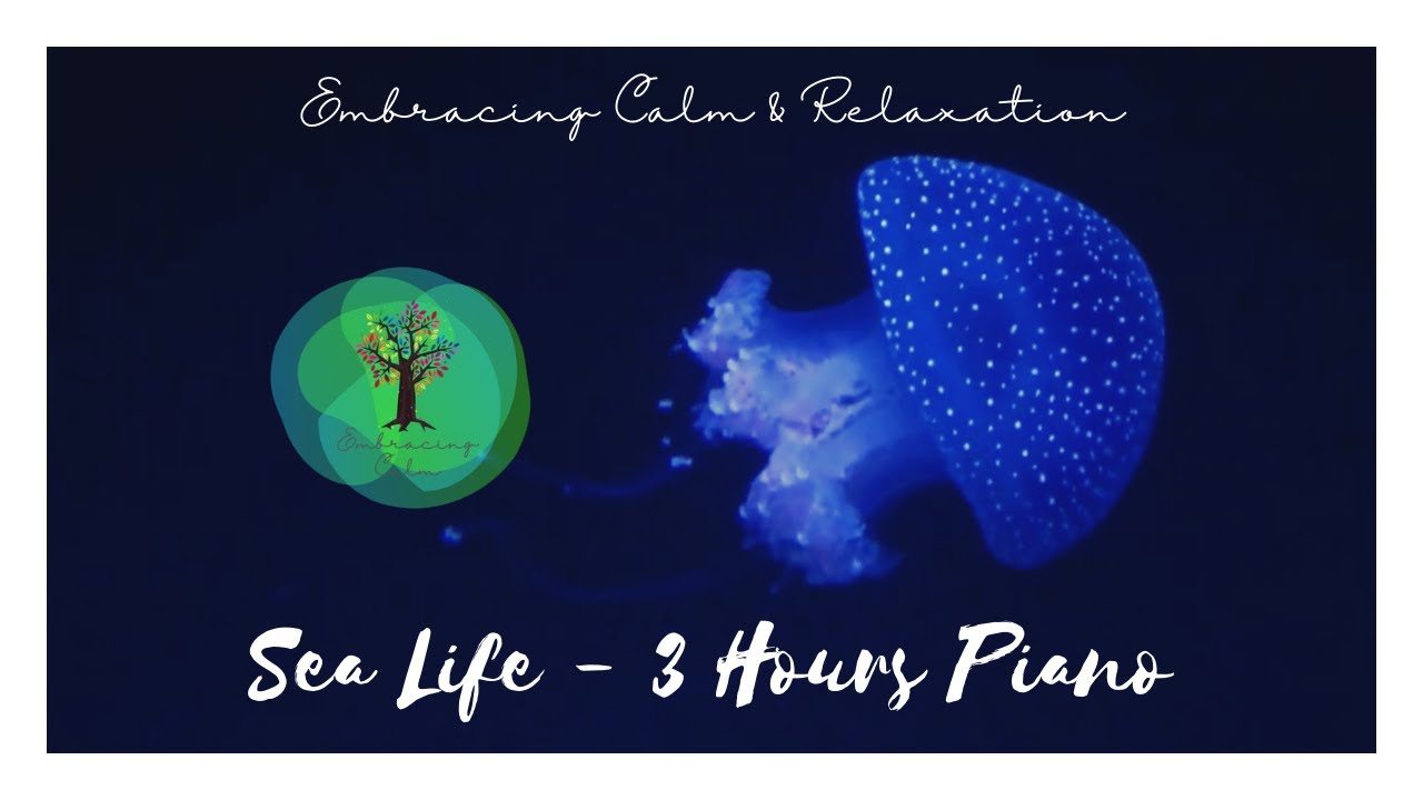 Colorful Sea Life Video and Relaxing Piano Music 3 hours Healing Music ...
