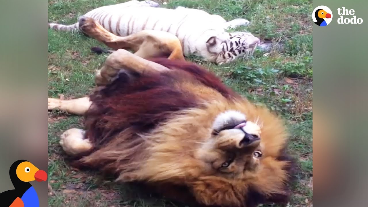 Tiger and Lion Rescued from Breeding Ligers Retire Together | The Dodo ...