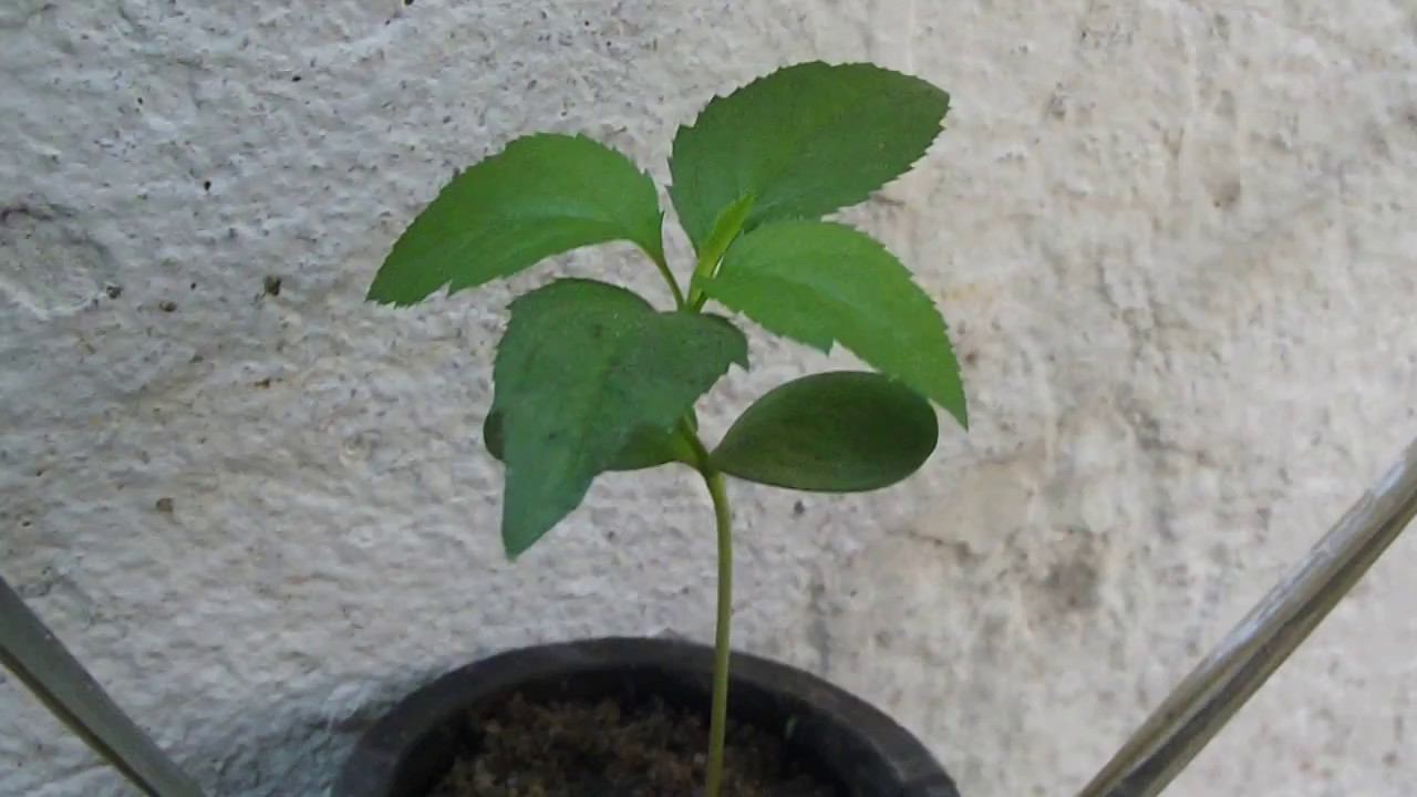 Minha muda de maçã - YouTube