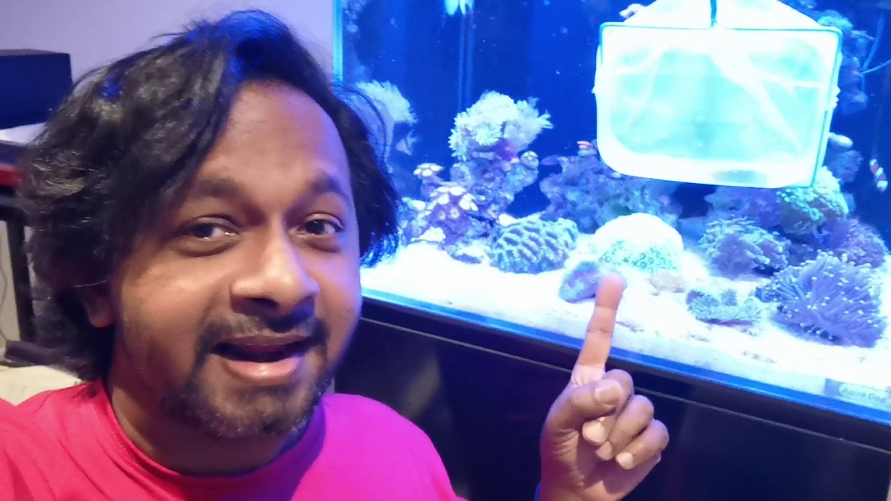 Aquaone Minireef 150ltr May 2020 Update - Goby Dead and Blenny out ...