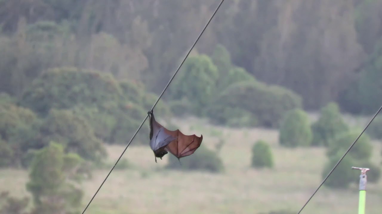 Grey-headed flying fox rescue - YouTube