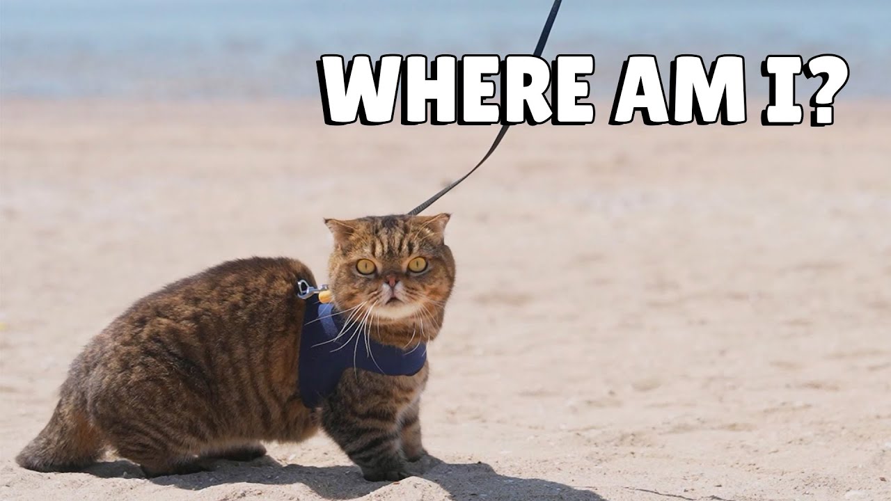 Can This House Cat Handle the Beach? - YouTube