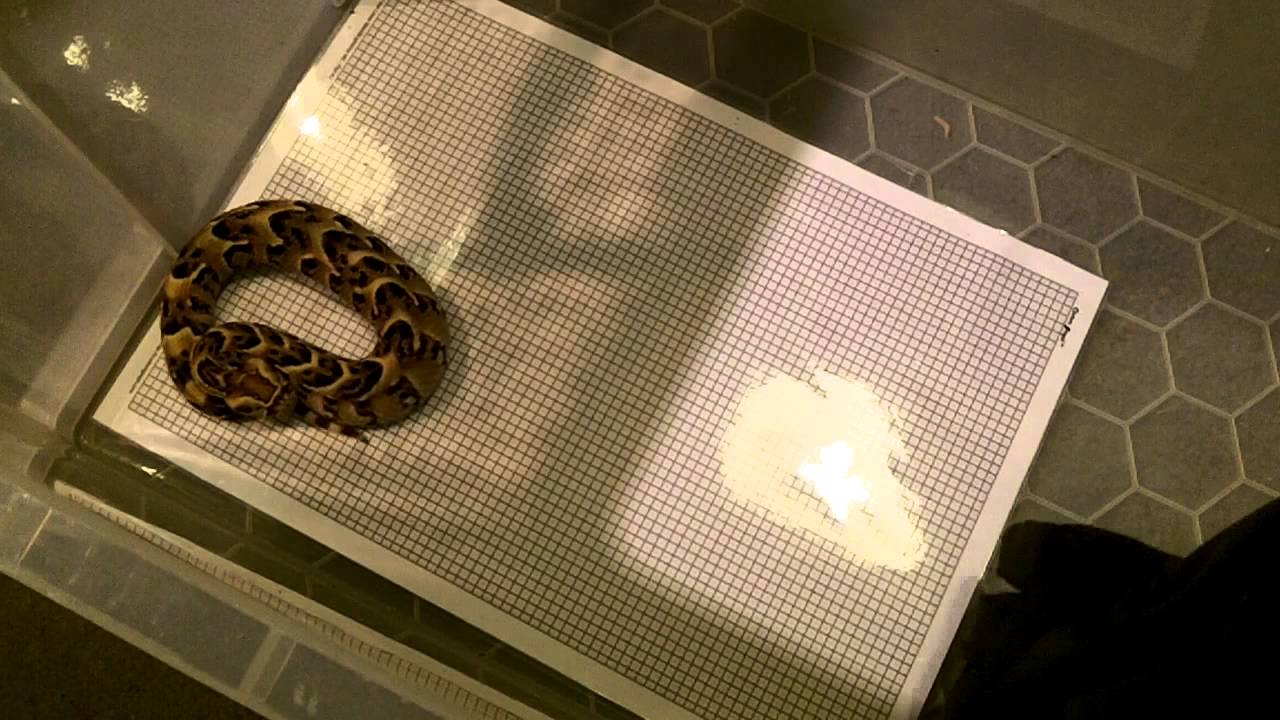 Puff adder strike at 0.2x speed - YouTube