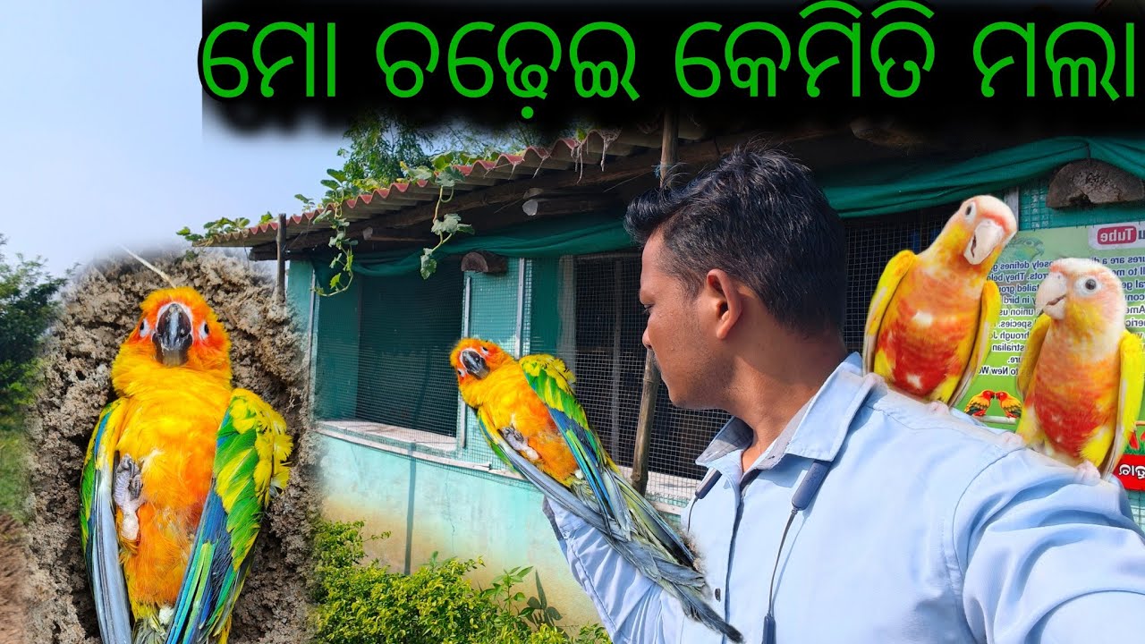 Why Your Sun Conure Will Die and How to Prevent It - YouTube