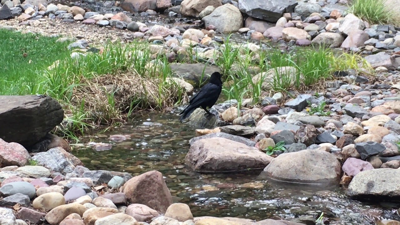 Crow Enjoying Bath in Summer - YouTube