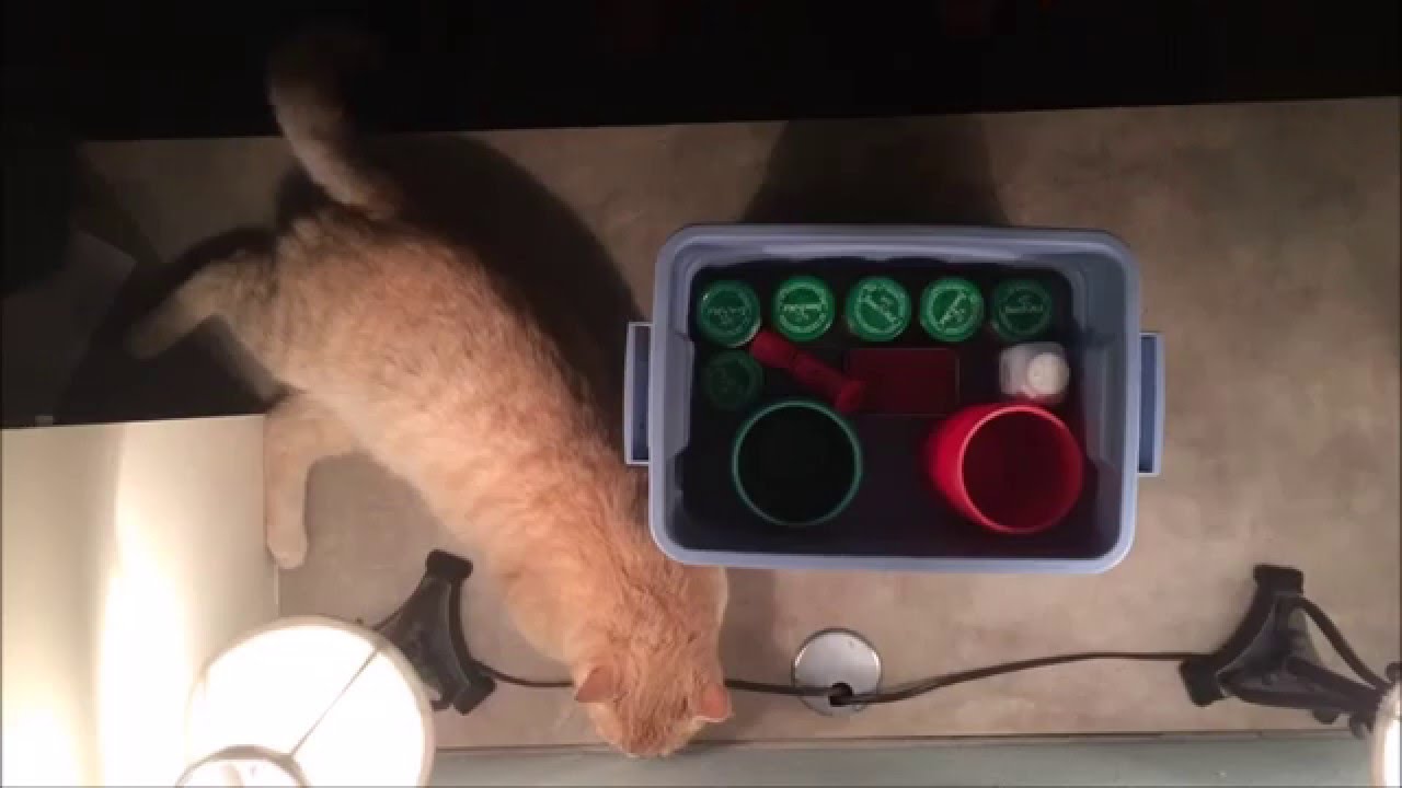 DIY Play Pet Vet - YouTube