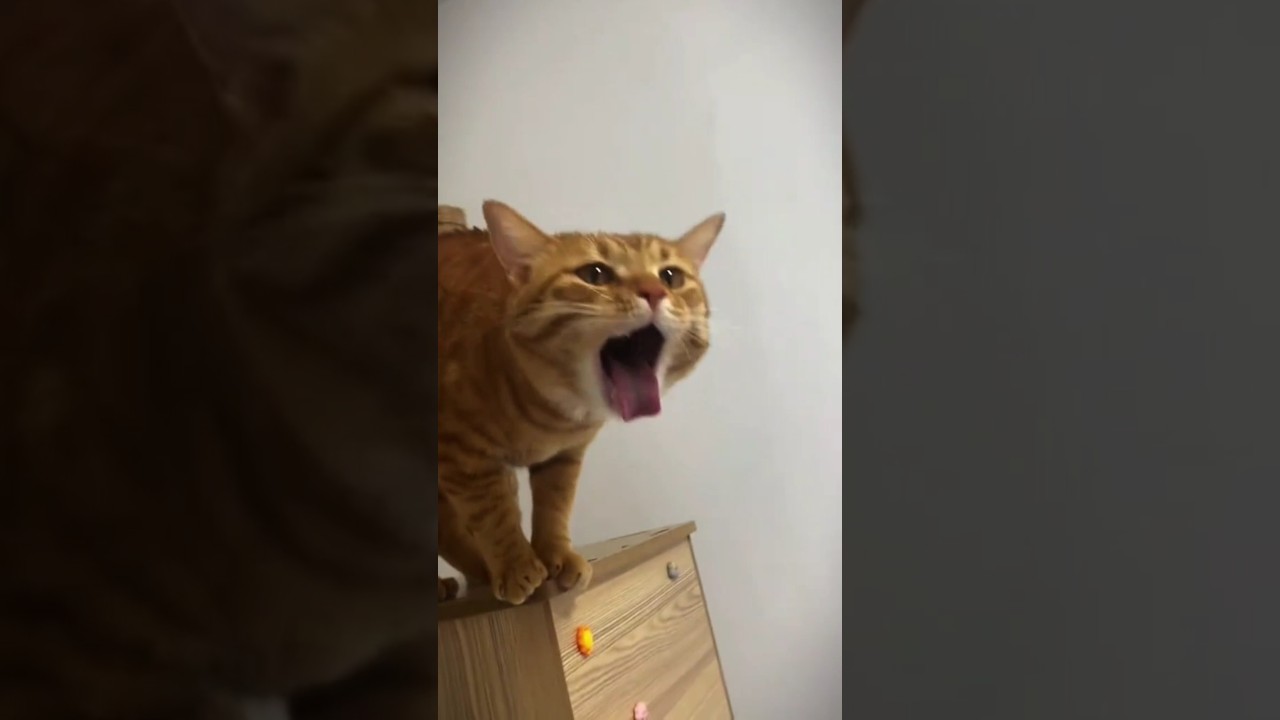 cat sniff reaction #cat #funnycat #catvideo - YouTube
