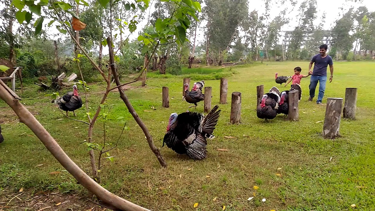 Kid chasing turkey in mini zoo then turkey animal become angry - YouTube
