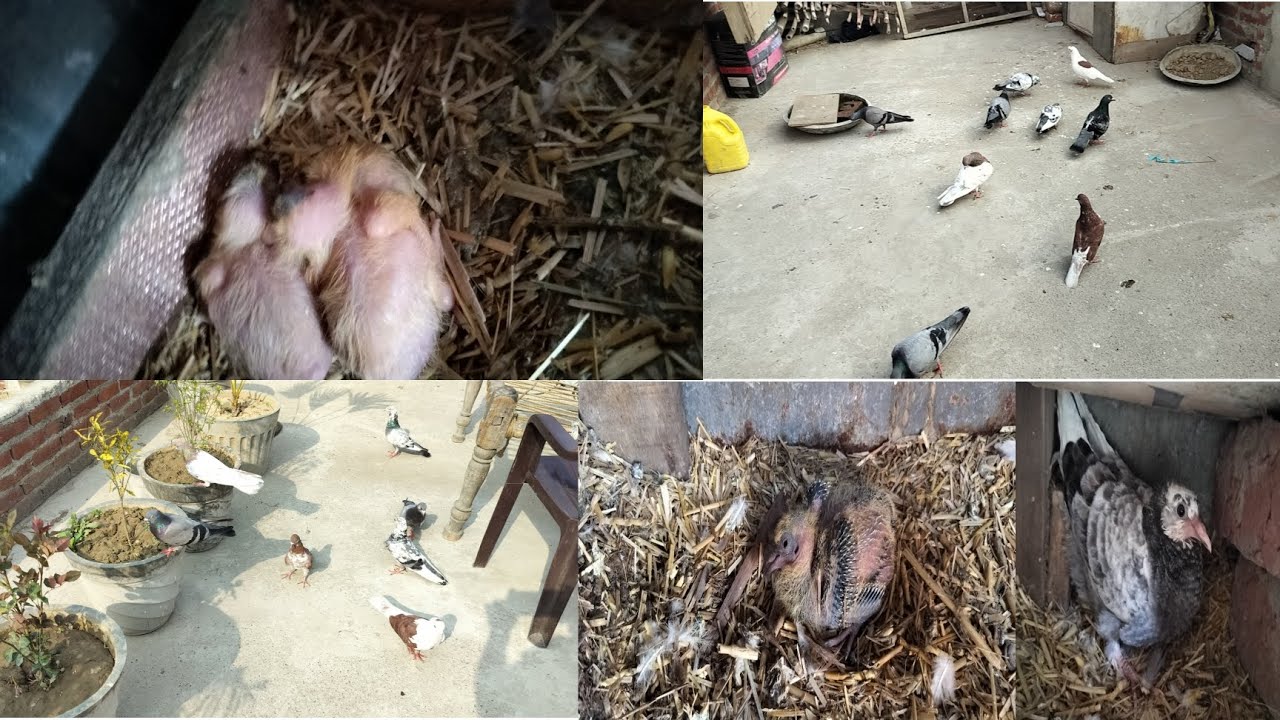 breeding process#pigeon - YouTube
