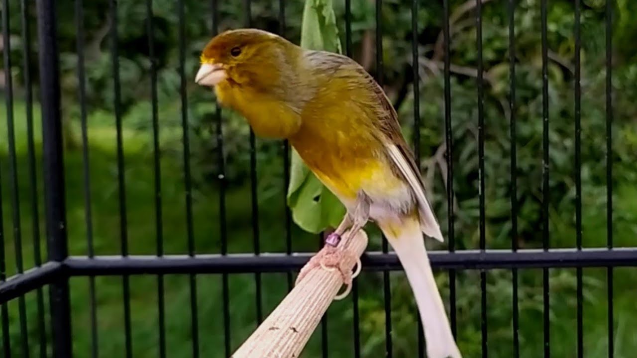 Kenari Sf Gaya Ngawet Sekali | Masteran Kenari Gacor Panjang - YouTube