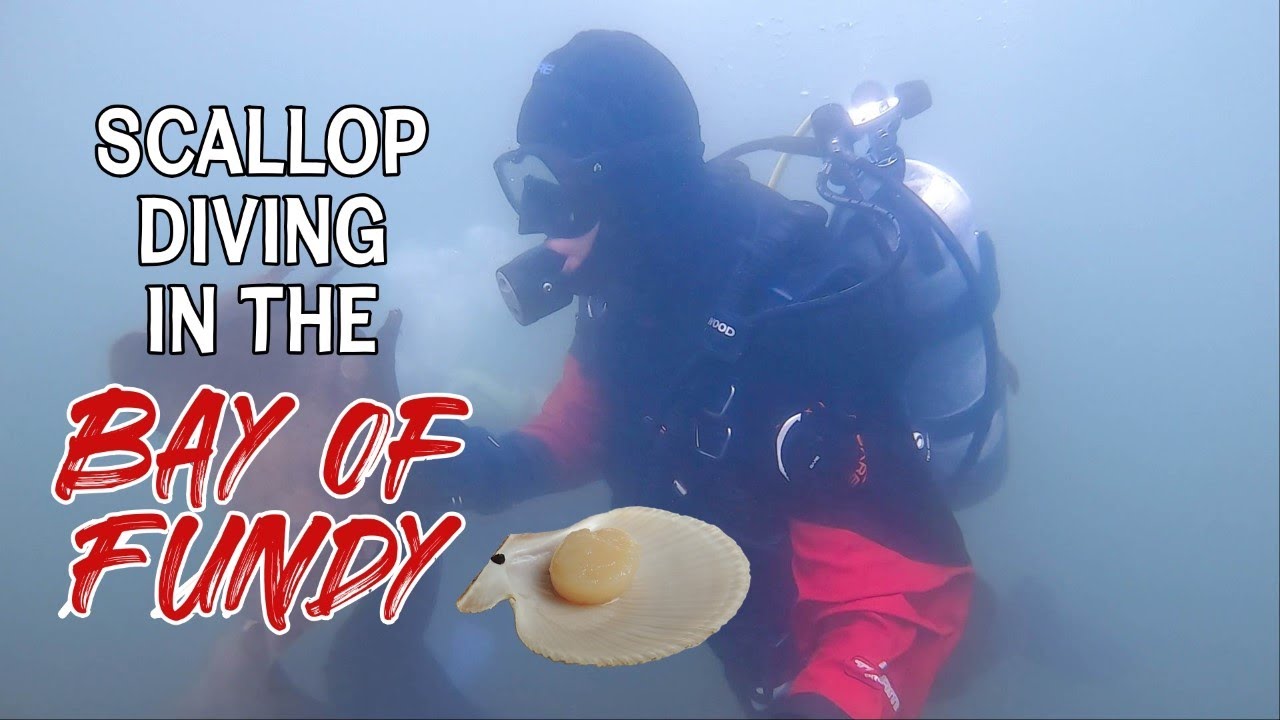 Scallop Diving in the Bay of Fundy | Catch and Cook - YouTube