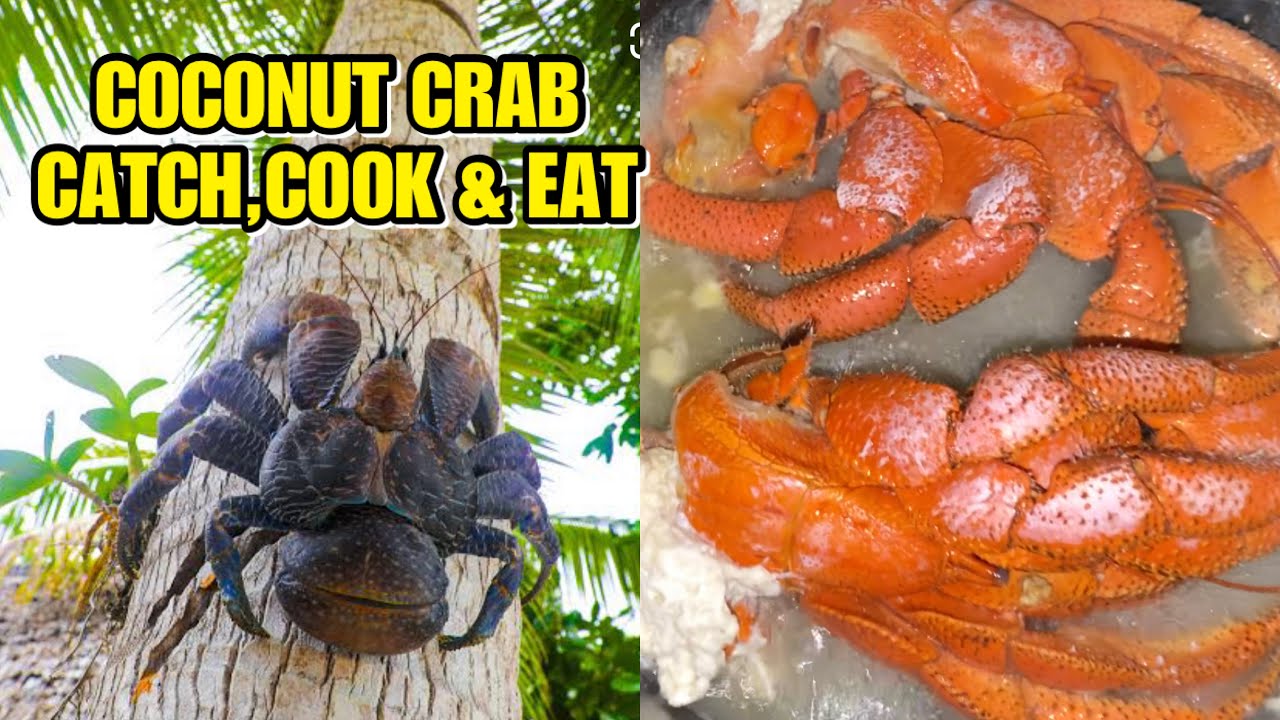Tatus COCONUT CRAB CATCH, COOK & EAT - YouTube