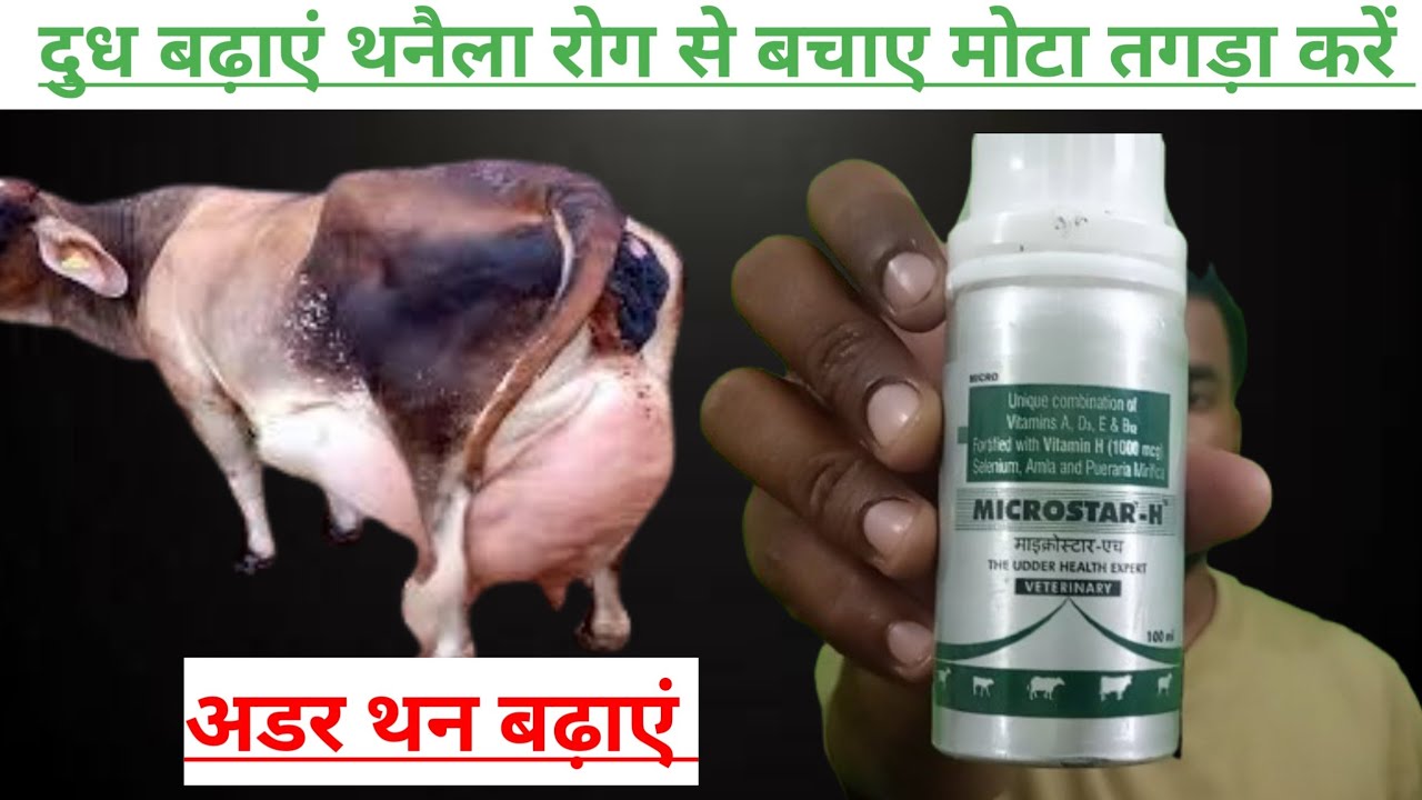 Use veterinary MICROSTER - H || गाय भैंस का अडर थन बढ़ाएं || पशुओं को ...