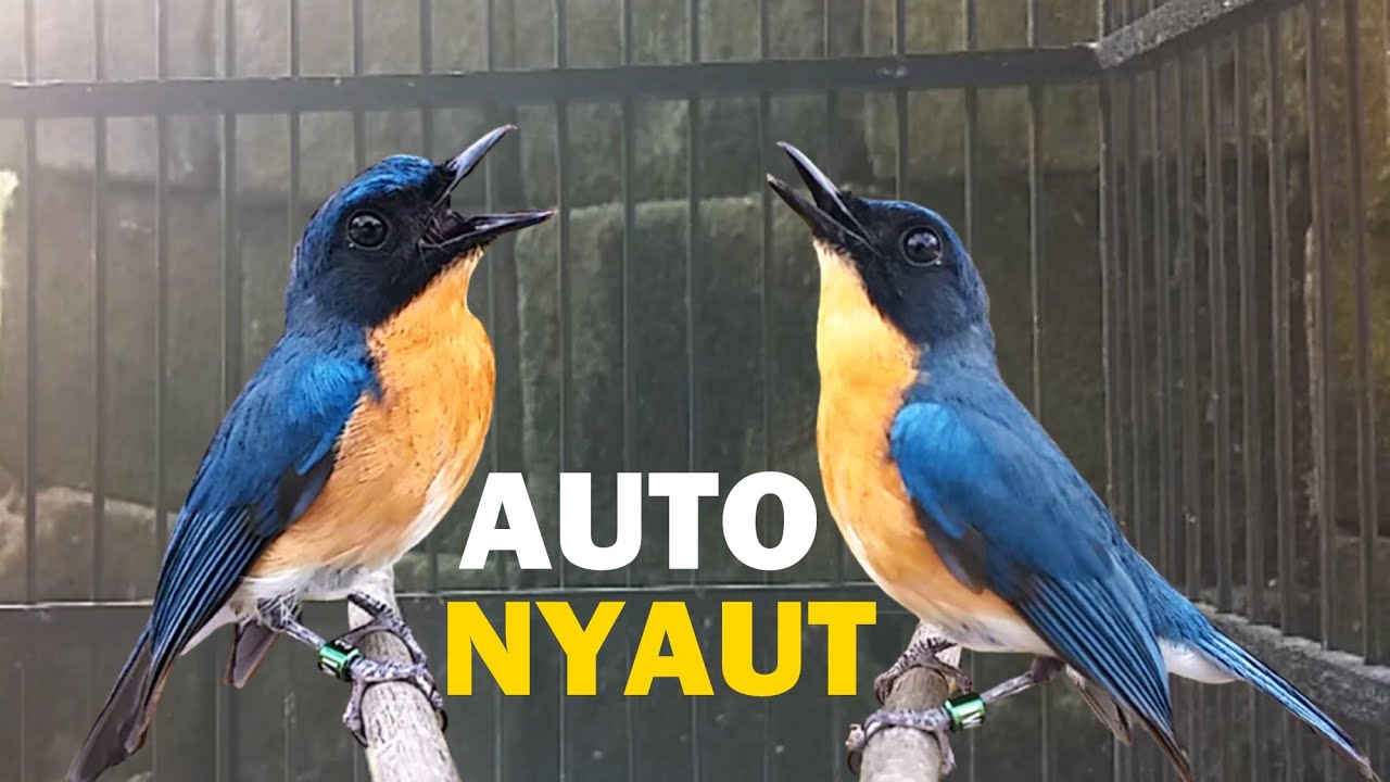 tledekan gunung jantan gacor | Suara pancingan burung sulingan bahan ...