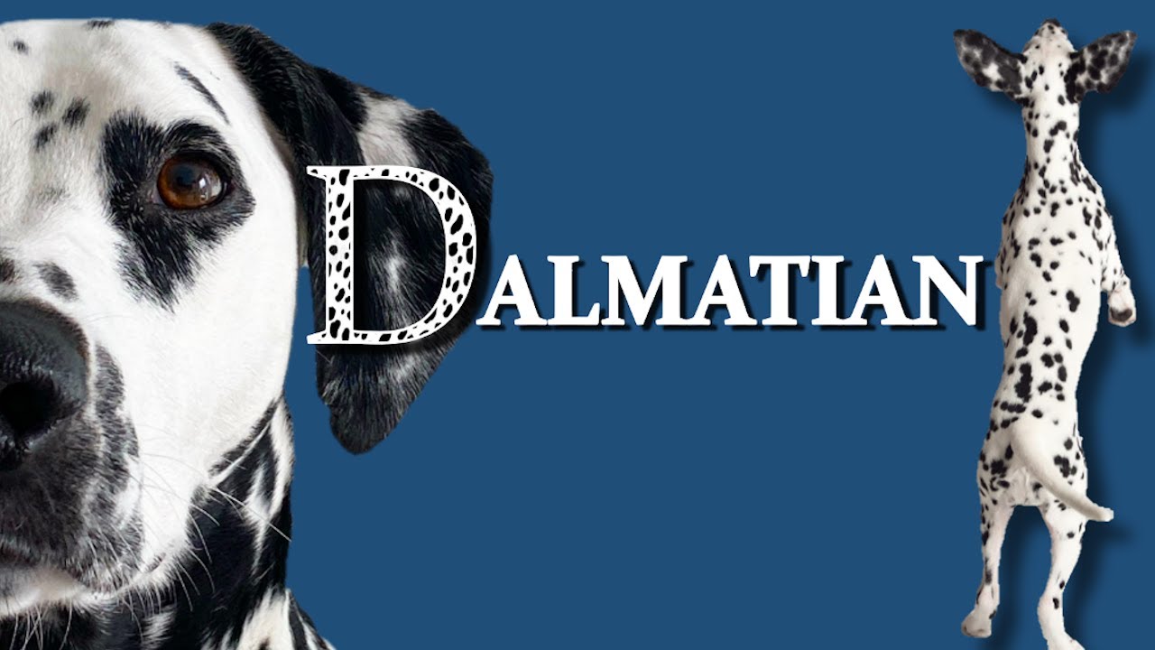 DALMATIAN - The spotted dog´s complete guide - YouTube