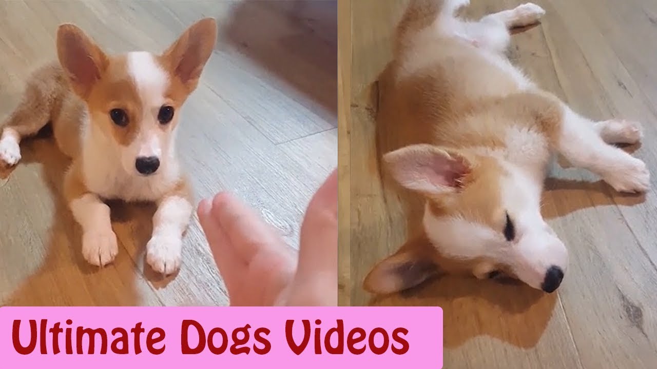1 HOUR of Dogs Video || Ultimate Dogs Video - YouTube