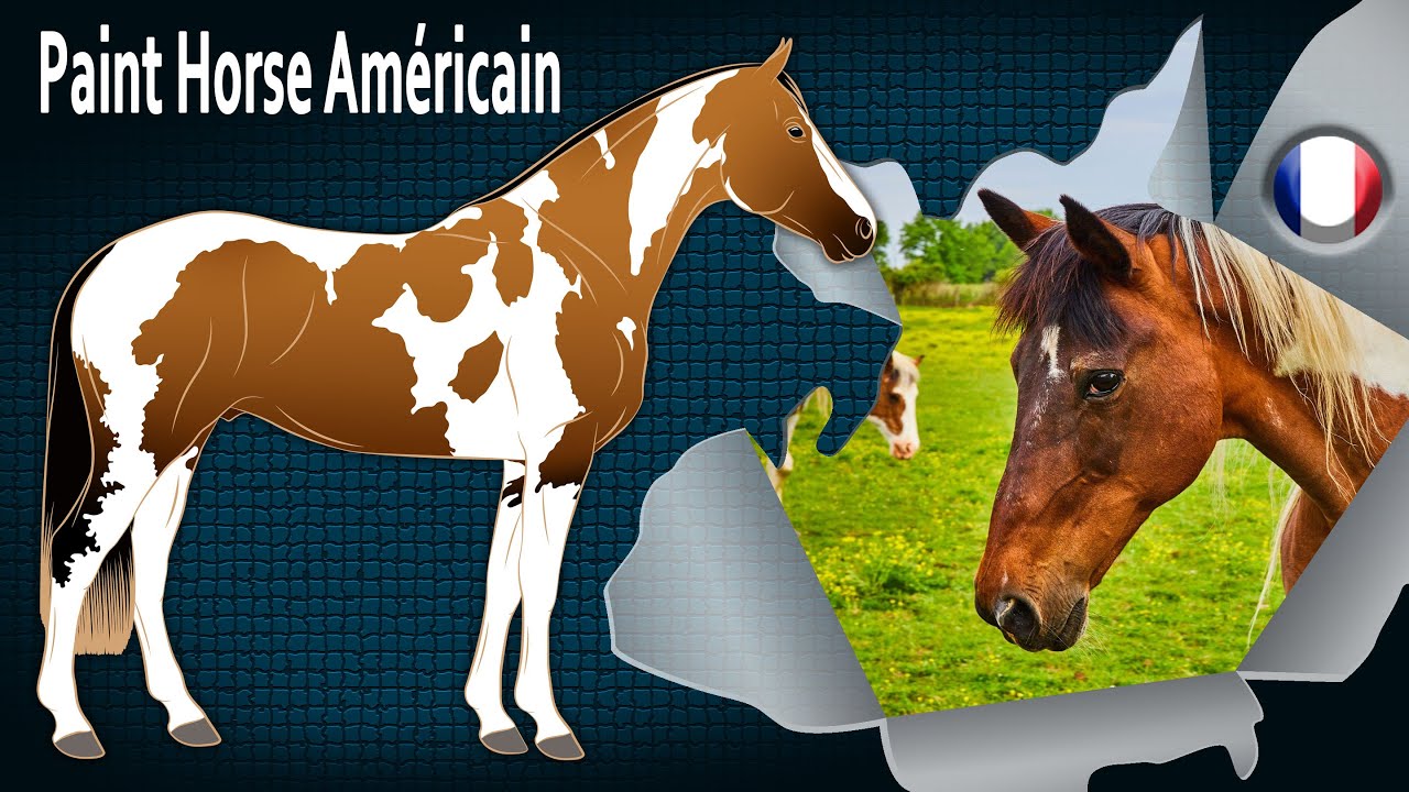 Paint Horse Américain, des chevaux reconnus partout grâce à leur pelage ...